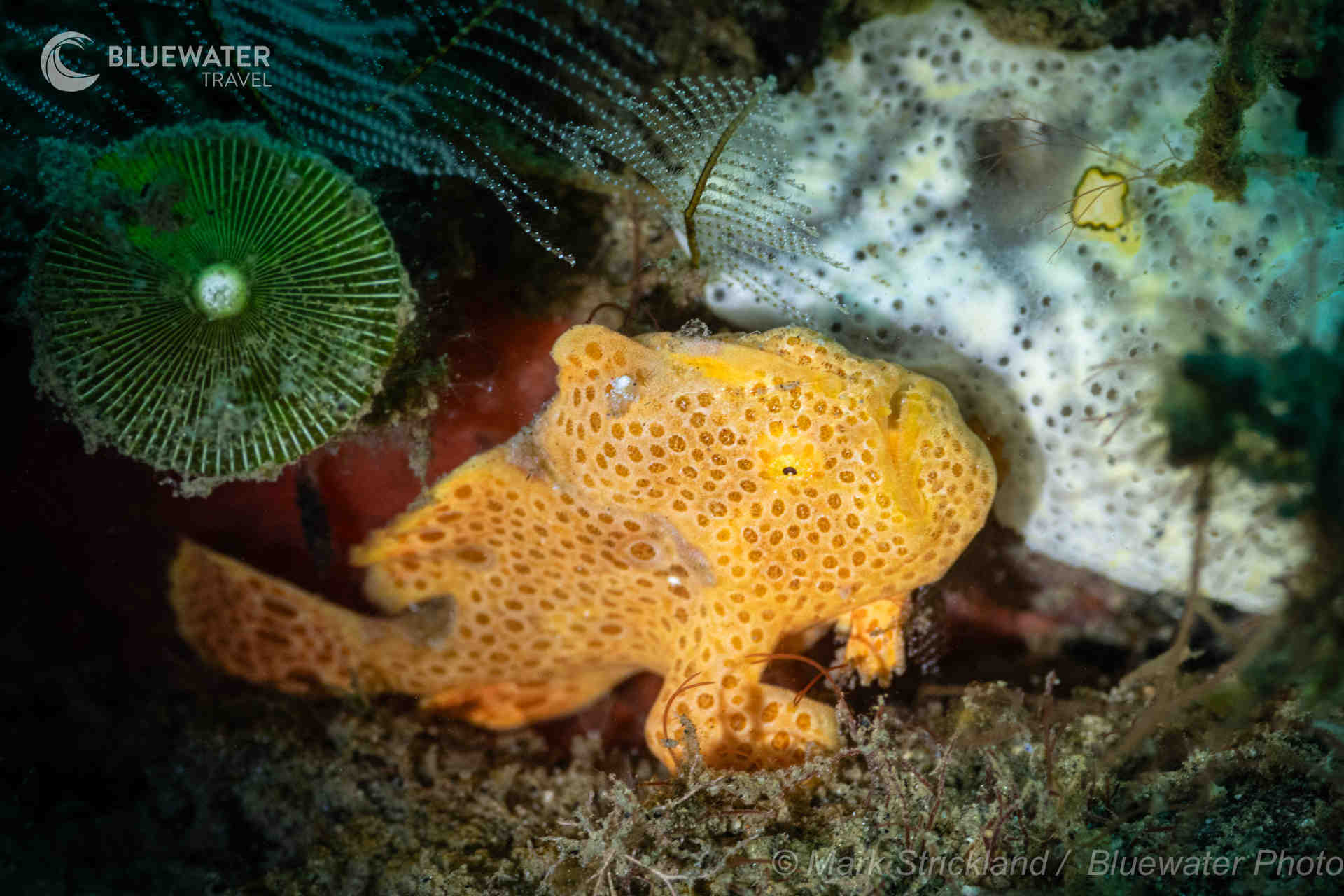 Luxury Philippines Escape to Dumaguete 2027 — Bluewater Dive Travel