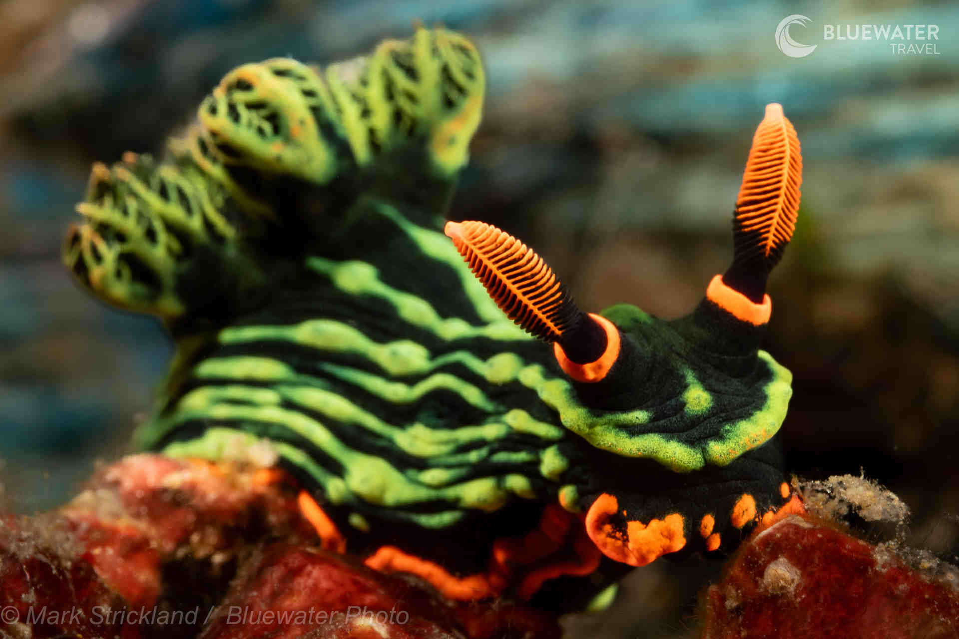 Luxury Philippines Escape to Dumaguete 2027 — Bluewater Dive Travel